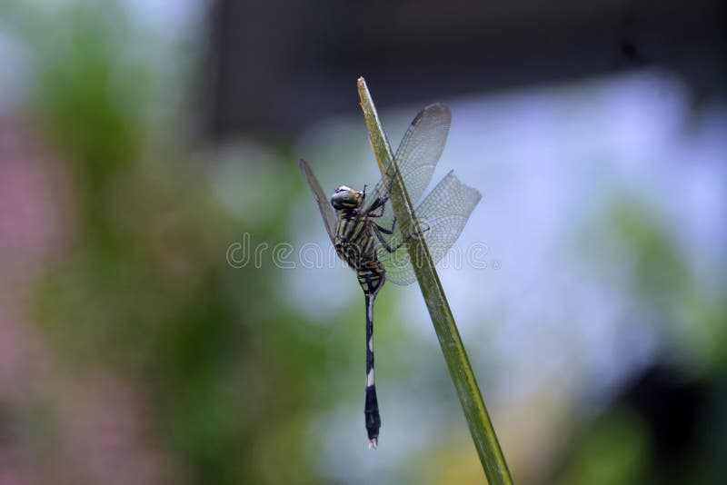 Dragonflies Perch on the Tips of the Leaves Stock Photo - Image of ...
