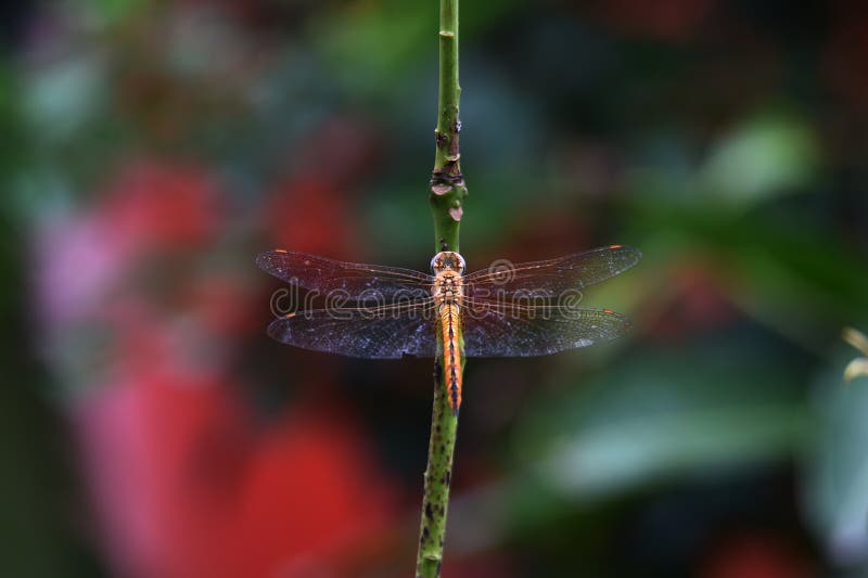 Dragonflies Perch on Tree Branches Stock Photo - Image of closeup ...