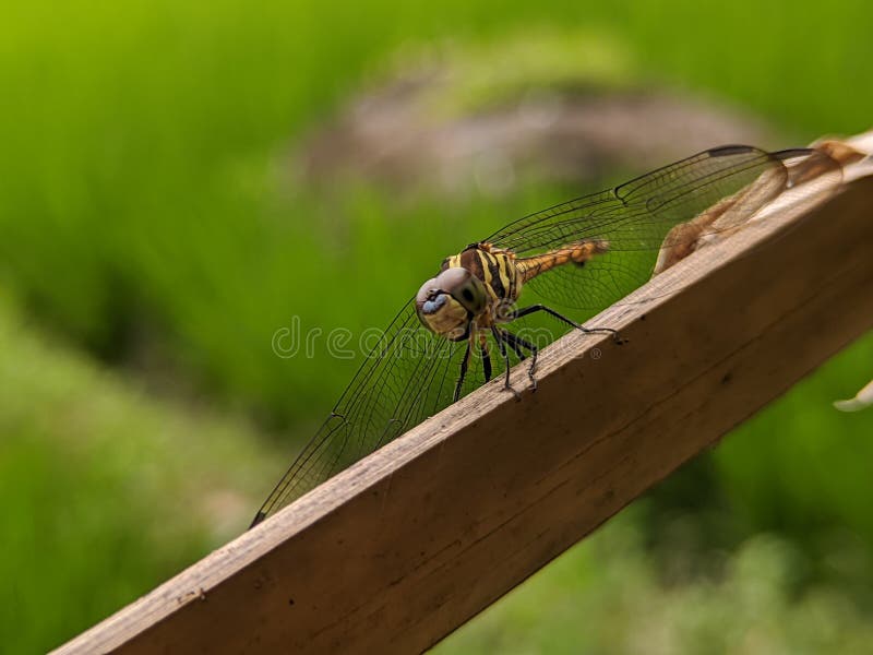 Dragonflies Perch on Tree Branches Stock Image - Image of flora, flower ...