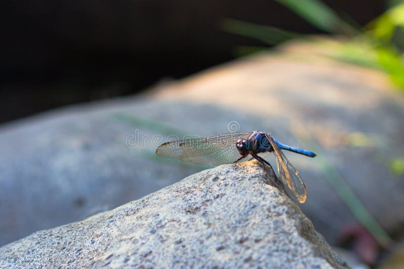 Dragonflies Perched on the Grass in the Thicket Stock Photo - Image of ...