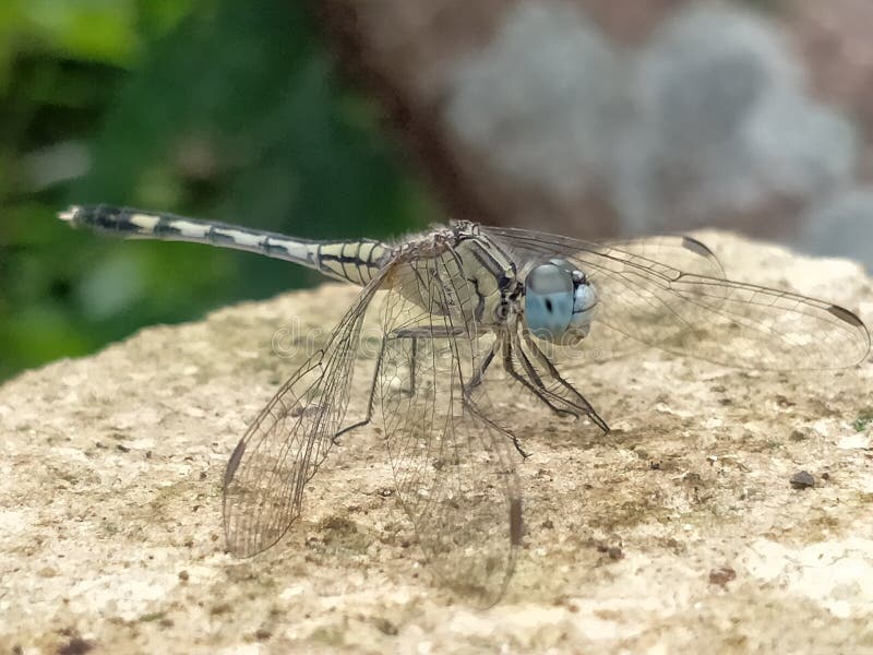 Dragonflies Perched Rocks Stock Photos - Free & Royalty-Free Stock ...
