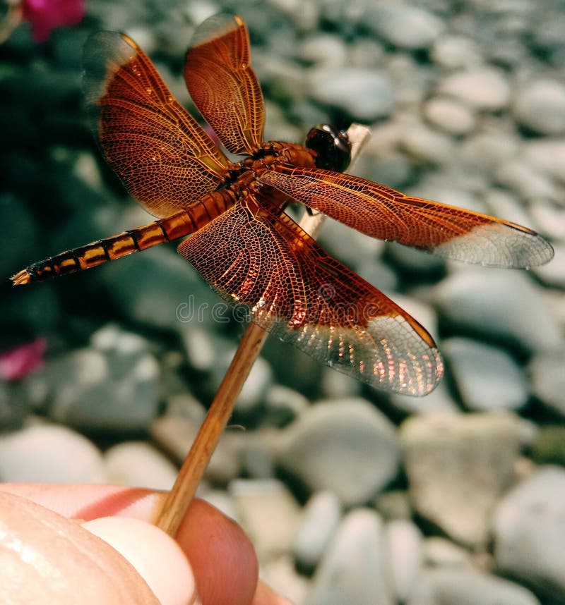 Dragonflies Perched on Wooden Branches Stock Photo - Image of sweetness ...