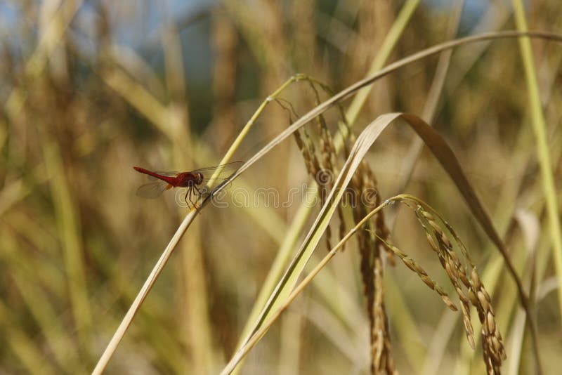 Dragonflies and rice stock image. Image of green, harvest - 80930217