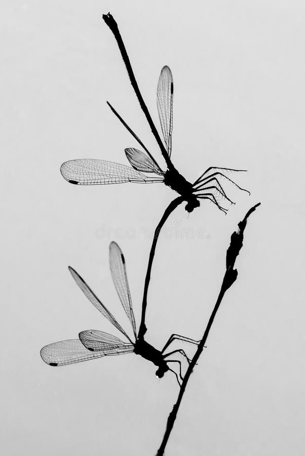 Connected Dragonflies Stock Photos - Free & Royalty-Free Stock Photos ...