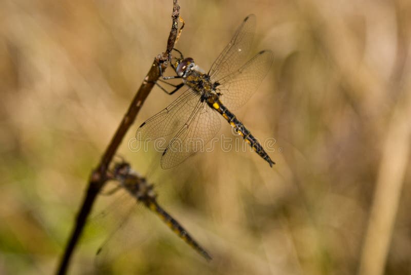 Spring Dragonflies (Gomphidia Confluens Selys) Stock Image - Image of ...