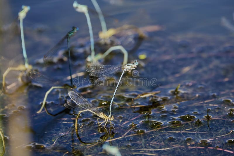 Dragonflies on the Surface of a Water Stock Photo - Image of water ...