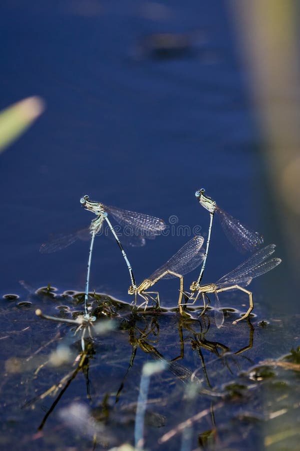 Dragonflies on the Surface of a Water Stock Photo - Image of macro ...