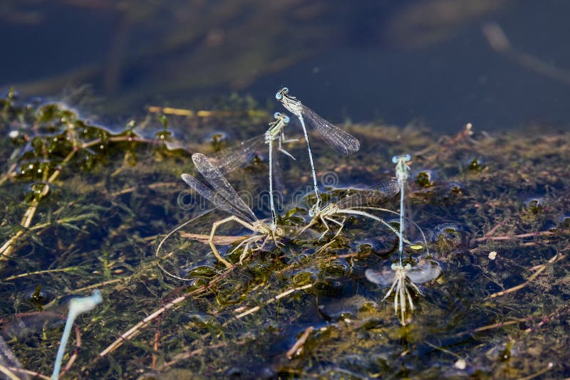 Dragonflies on the Surface of a Water Stock Image - Image of colorful ...