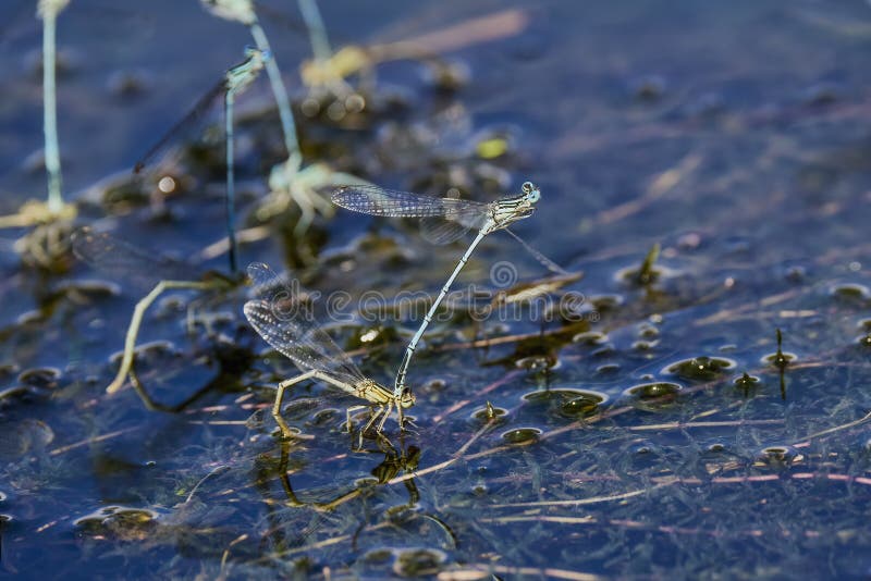 Dragonflies on the Surface of a Water Stock Image - Image of fauna ...