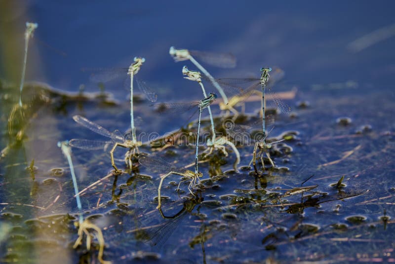 Dragonflies on the Surface of a Water Stock Image - Image of biological ...
