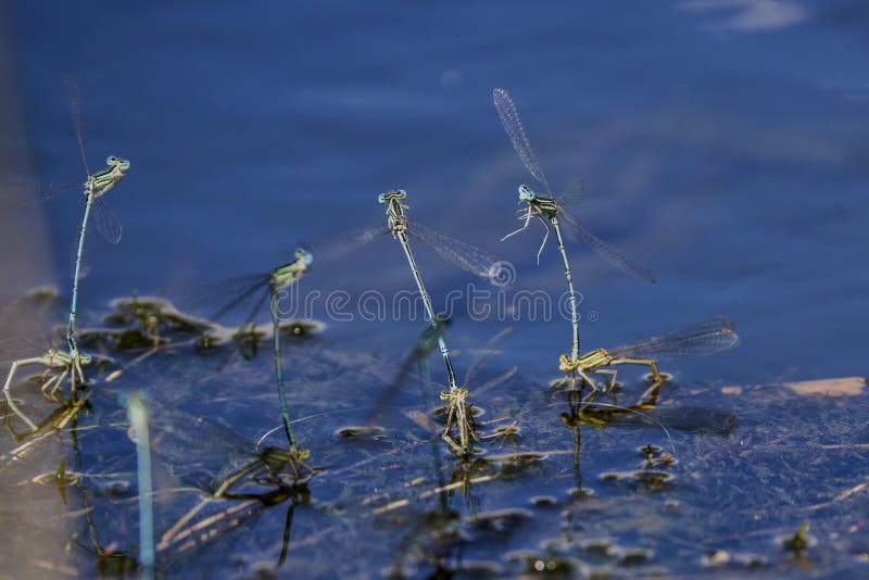 Dragonflies on the Surface of a Water Stock Photo - Image of closeup ...