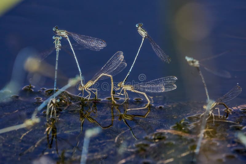 Dragonflies on the Surface of a Water Stock Image - Image of mating ...