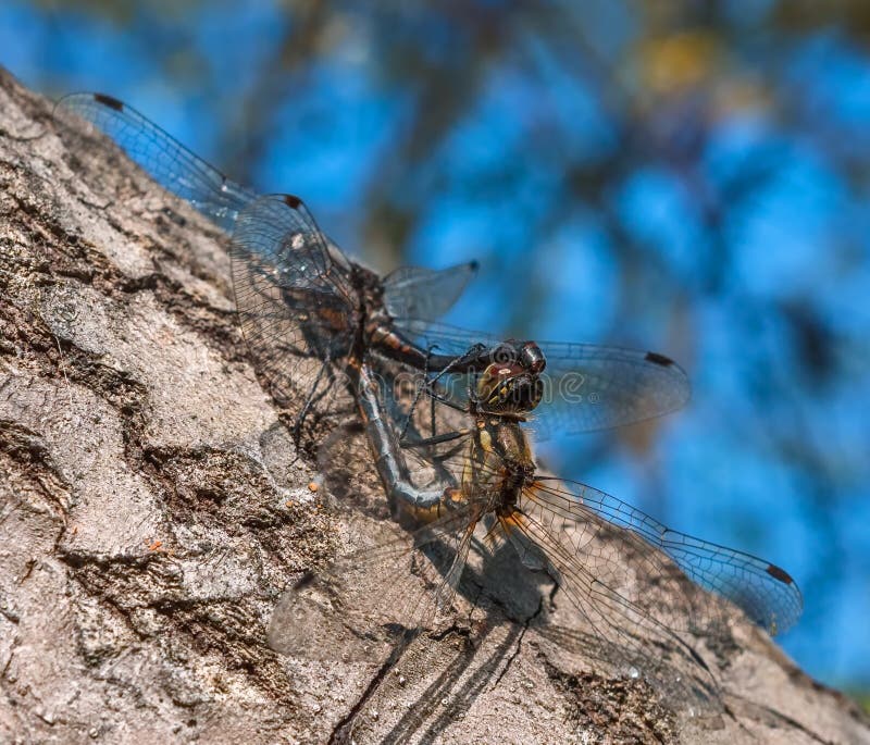 Dragonflies on a Tree on a Summer Sunny Day Stock Image - Image of jugs ...