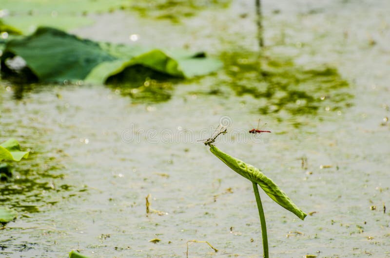 Dragonflies stock image. Image of dragonflies, fall, leaf - 62931379