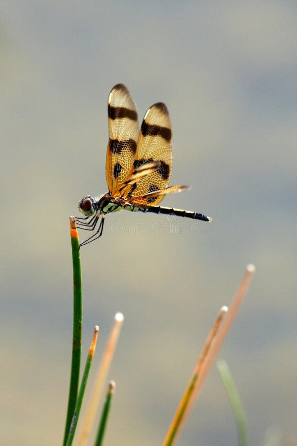 Dragonfly stock photo. Image of national, marsh, insect - 11021292