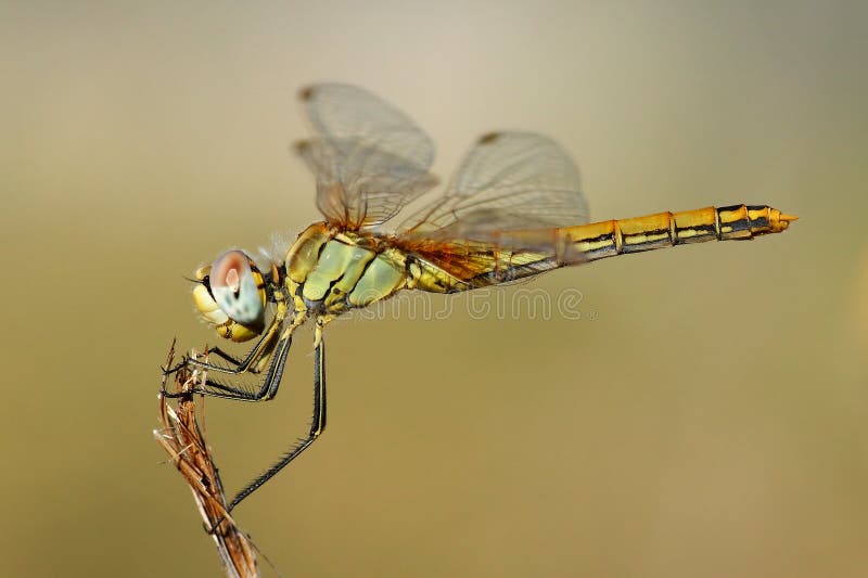 Dragonfly stock photo. Image of resting, swamp, dragonfly - 11041900