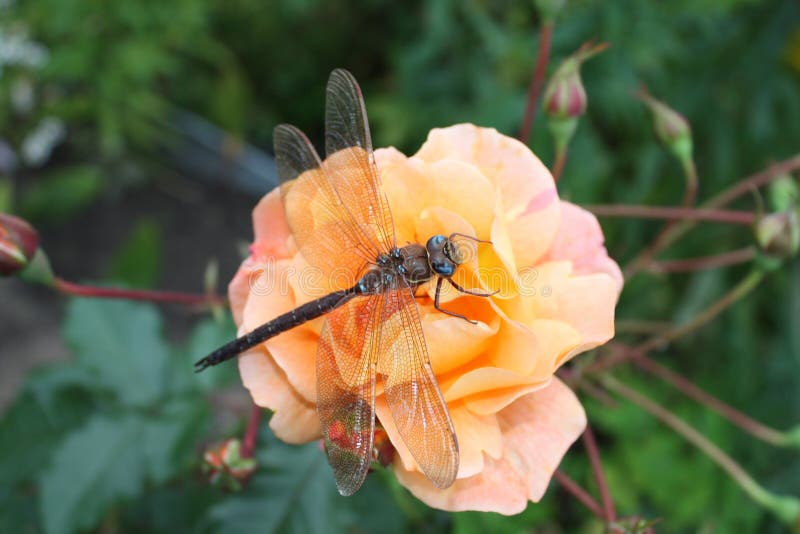 Dragonfly stock photo. Image of wing, rose, flower, wildlife - 12633404