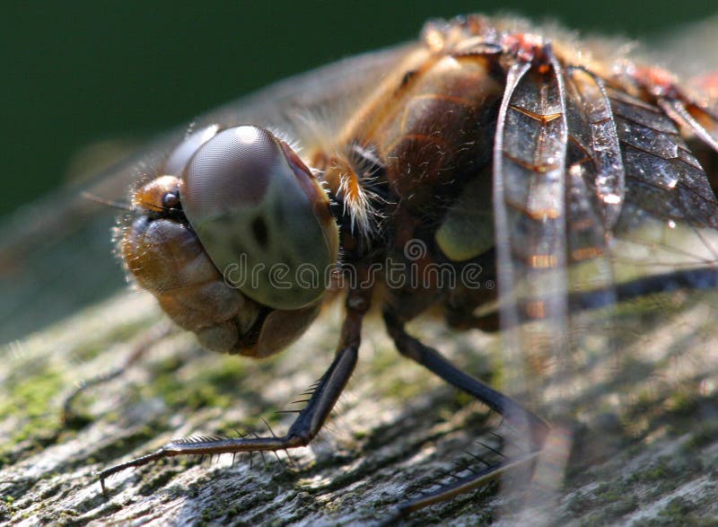 King Drake the Bearded Dragon Stock Image - Image of import, eyes: 461885