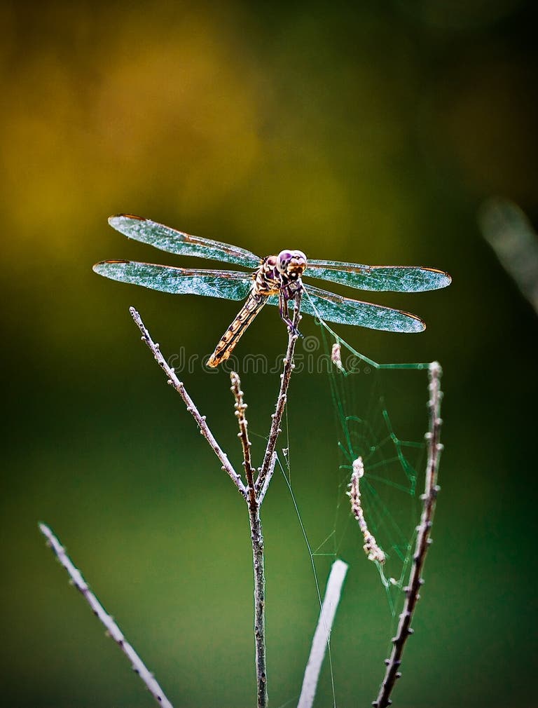 2,009 Dragonfly Wings Colors Stock Photos - Free & Royalty-Free Stock ...
