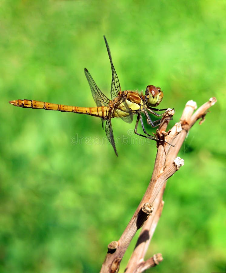 Dragonfly stock photo. Image of background, shell, beautiful - 15433538