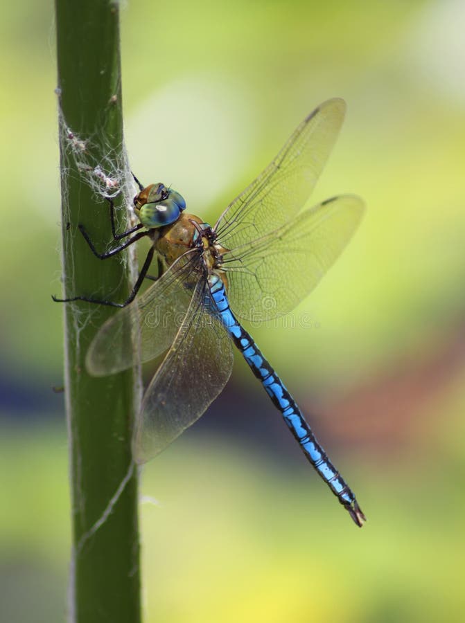 97,540 Dragonfly Stock Photos - Free & Royalty-Free Stock Photos from ...