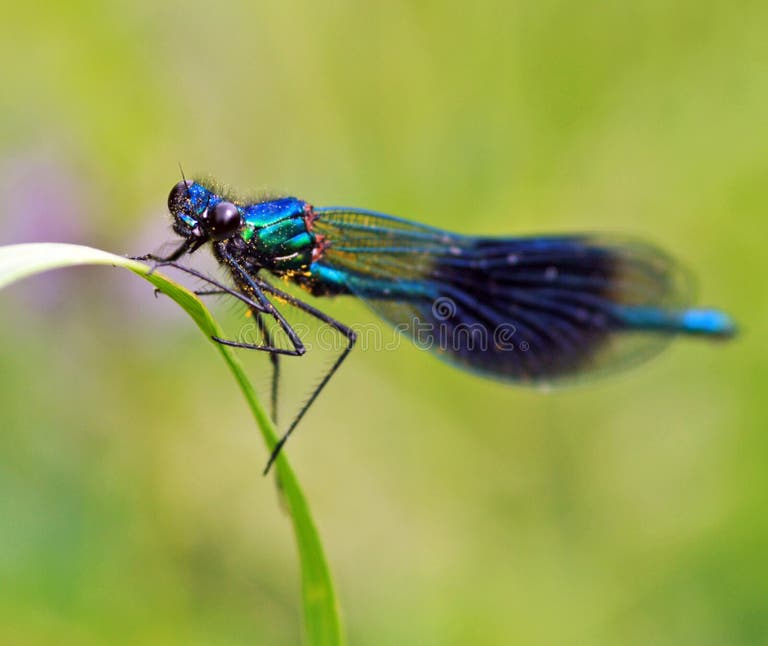 24,324 Colorful Dragonfly Stock Photos - Free & Royalty-Free Stock ...