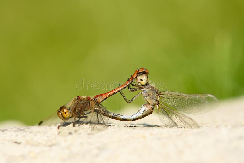 Dragonfly stock photo. Image of mating, pair, coition - 16495978