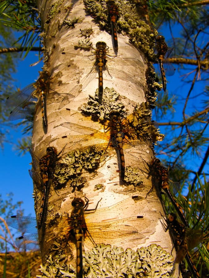 Dragonfly stock image. Image of dandelion, forest, feeding - 17816785