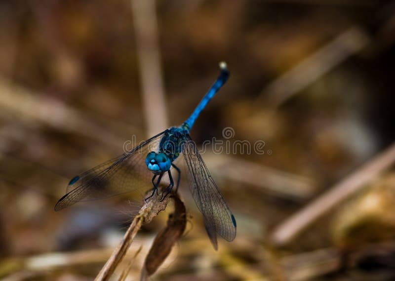 Dragonfly. stock photo. Image of sitting, turquoise, single - 18699076