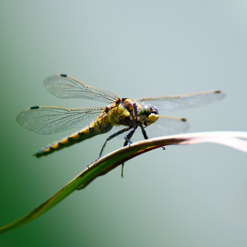 Dragonfly stock photo. Image of natural, square, outdoor - 20263944