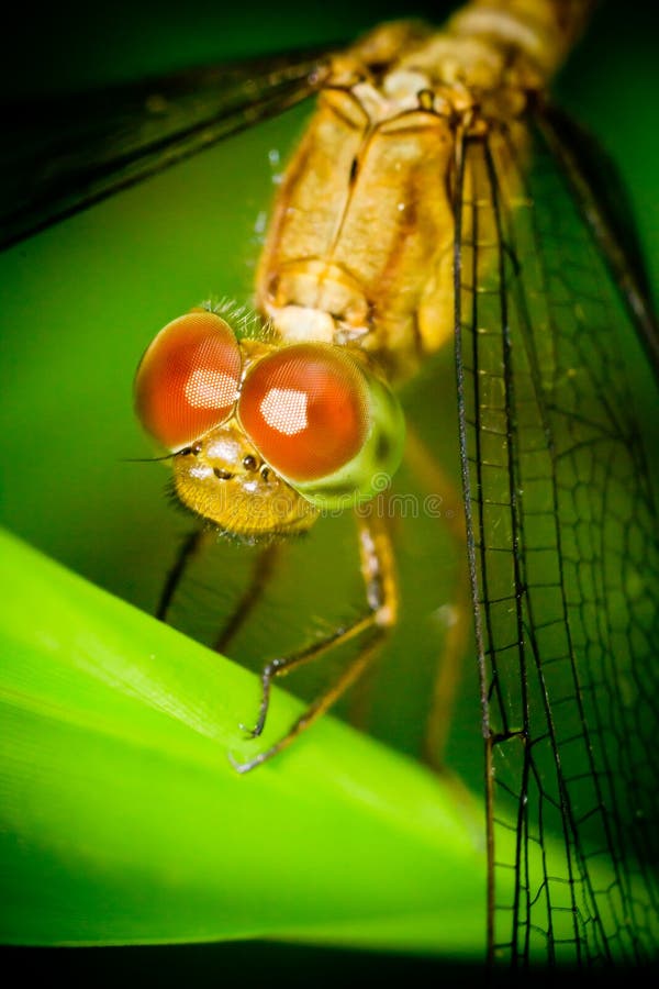 Red Eyes stock photo. Image of macro, anisoptera, nature - 60504