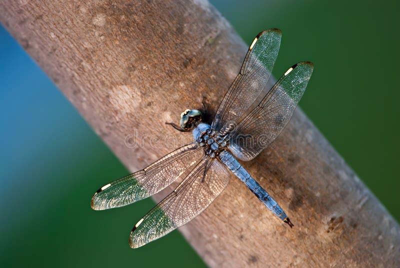Dragonfly stock image. Image of wildlife, insect, translucent - 25411073