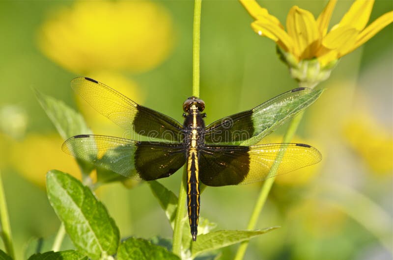 Dragonfly stock photo. Image of plant, dragonfly, sunshine - 27209974