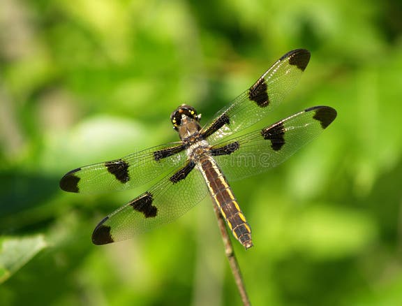 Dragonfly stock image. Image of insect, twig, flap, hover - 2736653