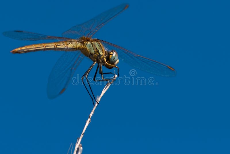 Dragonfly stock image. Image of view, beauty, invertebrates - 28700441