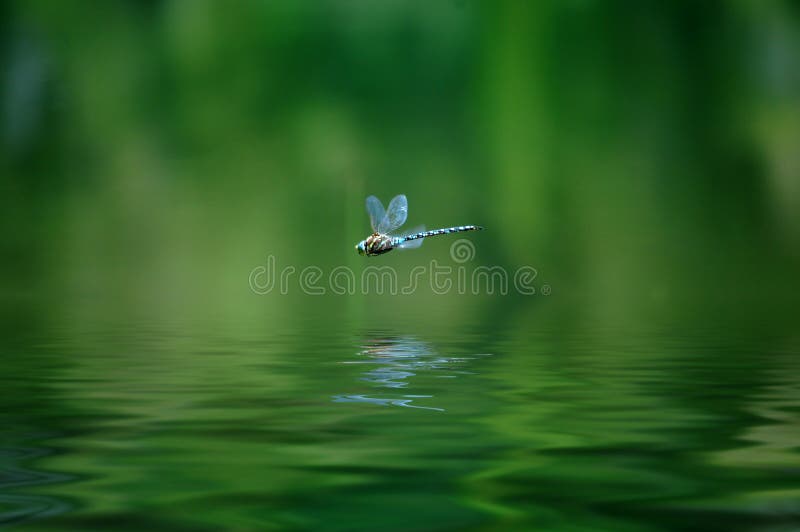 Dragonfly stock photo. Image of hovering, wave, buzz, pond - 2897906