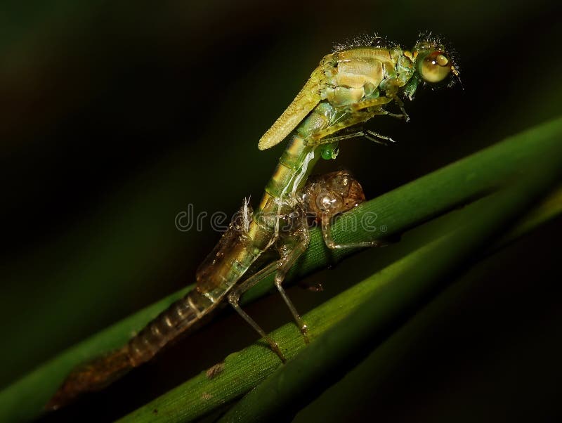Dragonfly stock image. Image of close, dragonfly, spring - 2954115