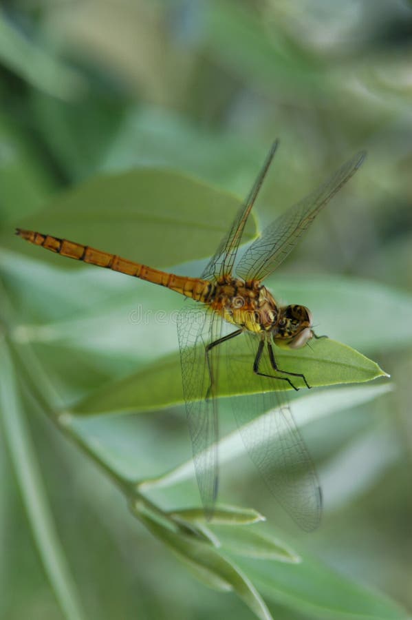 Brown dragonfly stock photo. Image of wing, nature, speed - 1347166