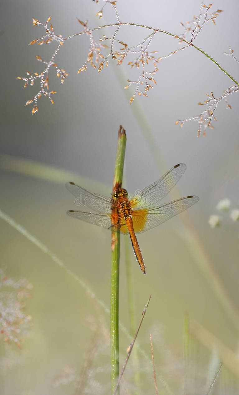 1,406 Dragonfly Wings Colors Stock Photos - Free & Royalty-Free Stock ...