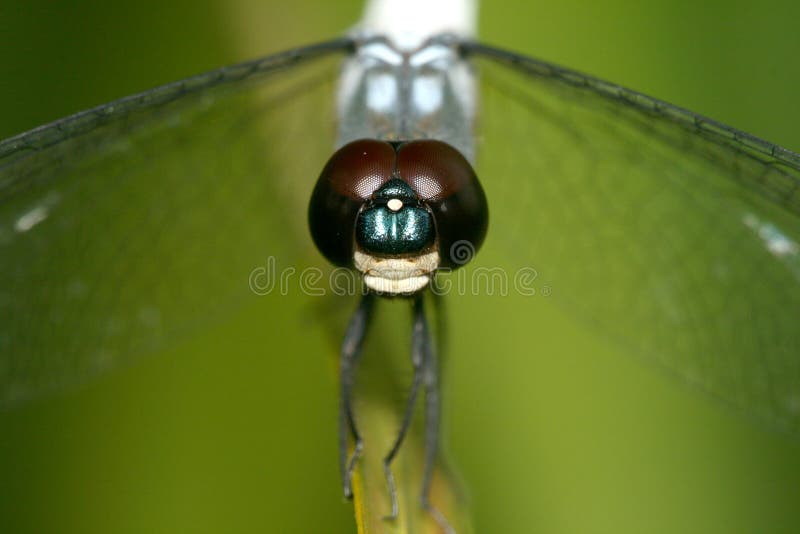 Dragonfly stock photo. Image of insect, nature, wings - 5974462