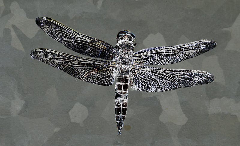 Dragonfly Abstract Modern Art Stock Image - Image of branch, vintage ...