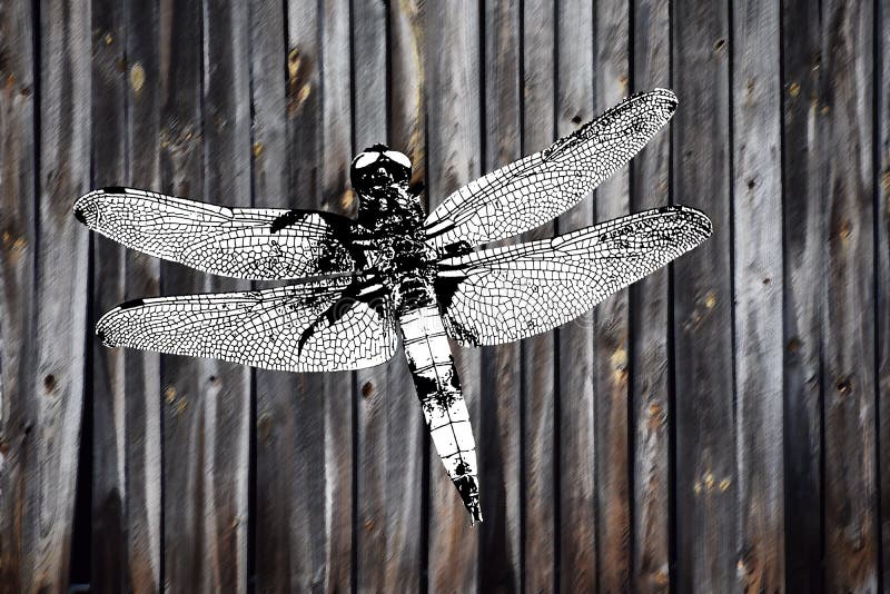 Dragonfly Abstract Modern Art Stock Image - Image of decoration, floral ...