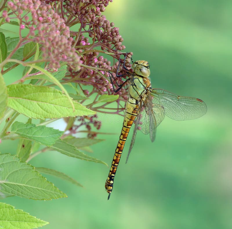 Dragonfly Aeshna Affinis (female) Stock Image - Image of plant, odonata ...