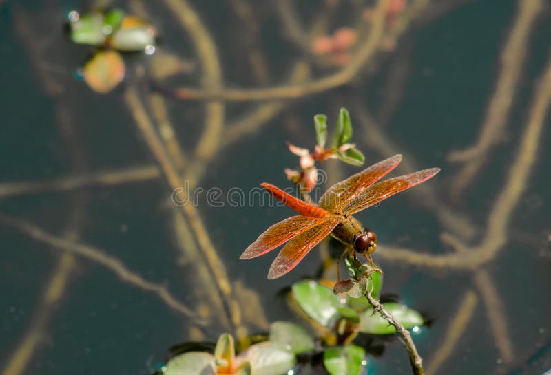 Dragonfly stock photo. Image of outdoor, stay, foraging - 60902506