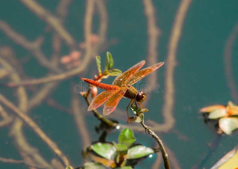 Dragonfly stock image. Image of scenery, ponds, breeding - 60908935
