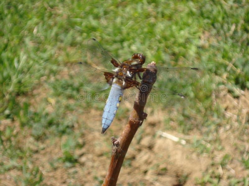 Dragonfly stock image. Image of wings, amazing, forest - 79721799