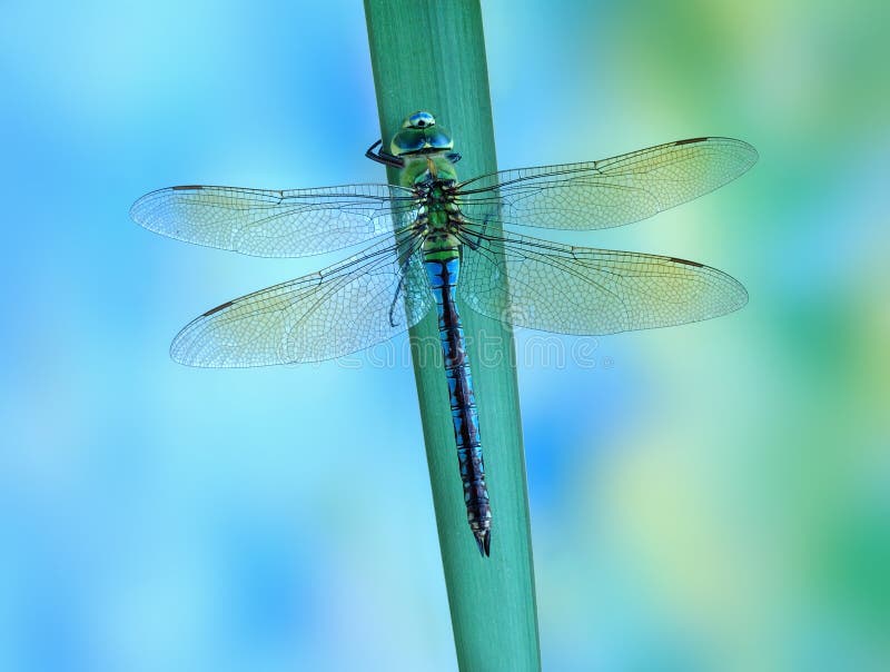 Blue Dasher Dragonfly stock image. Image of animal, color - 25620801