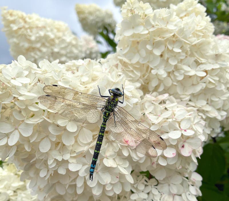 Dragonfly on a Hydrangea Flower. Stock Image - Image of pollen ...