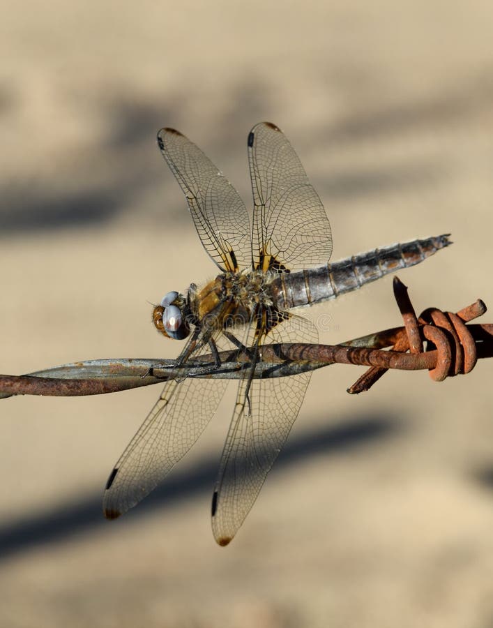 Dragonfly ancient insect stock photo. Image of macro - 226242756