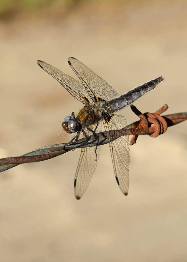 Dragonfly ancient insect stock image. Image of design - 226242725